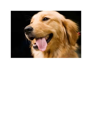 Dogs 2.docx