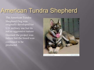 Dogs | PPT