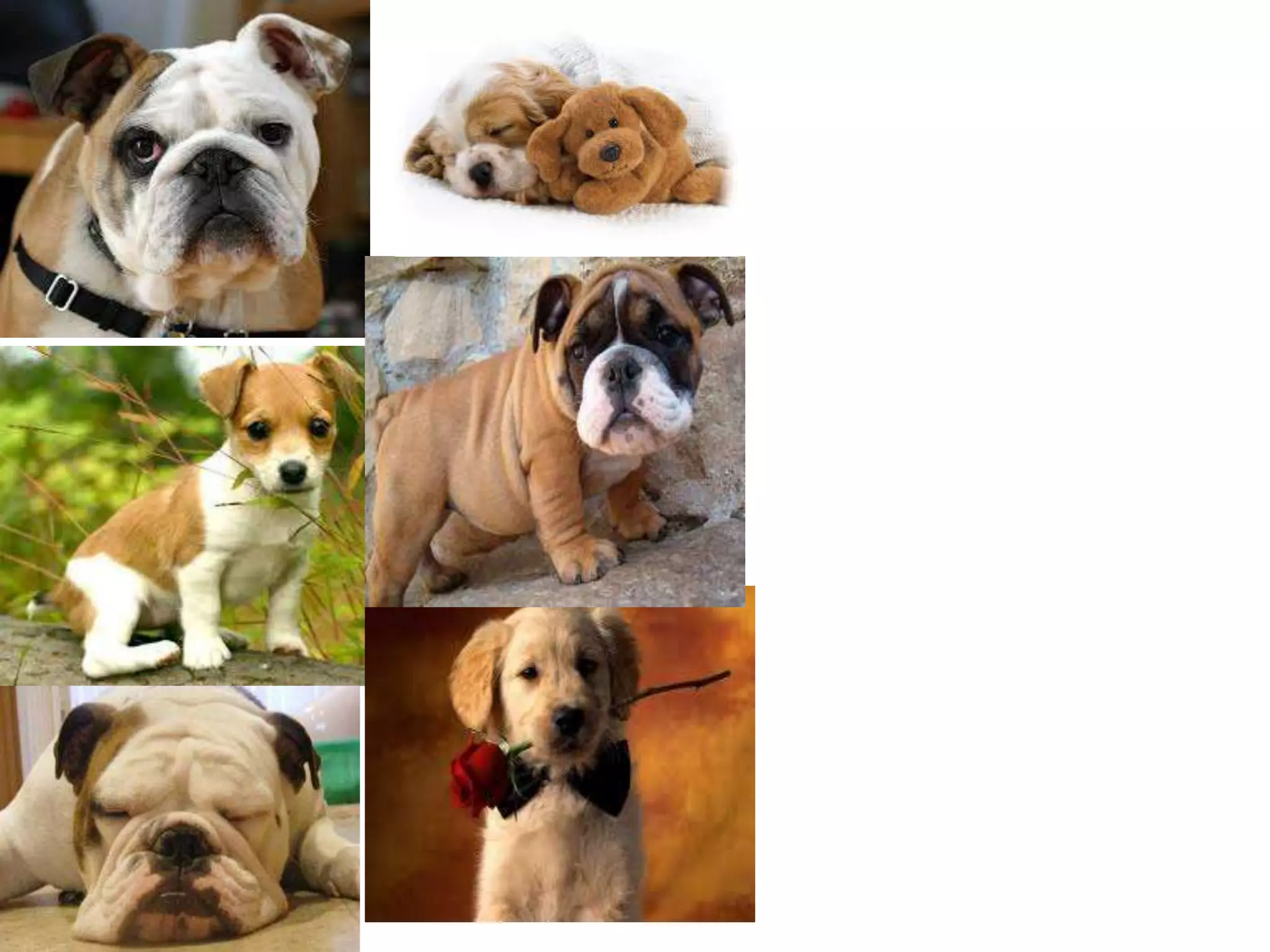 Dogs ana belen elisondo yanes | PPTX