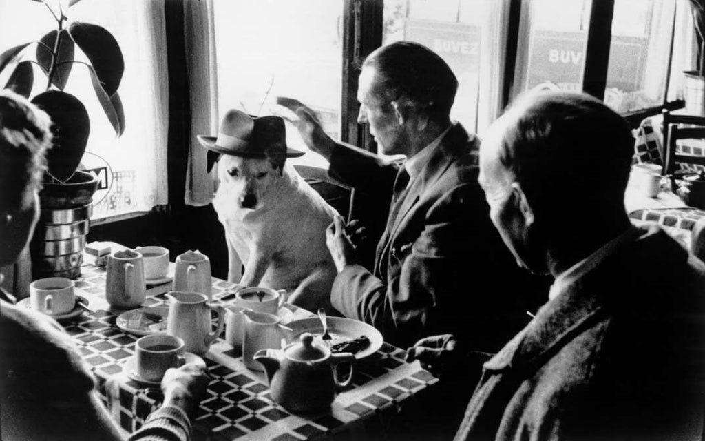 Dogs, By Photographer Elliott Erwitt