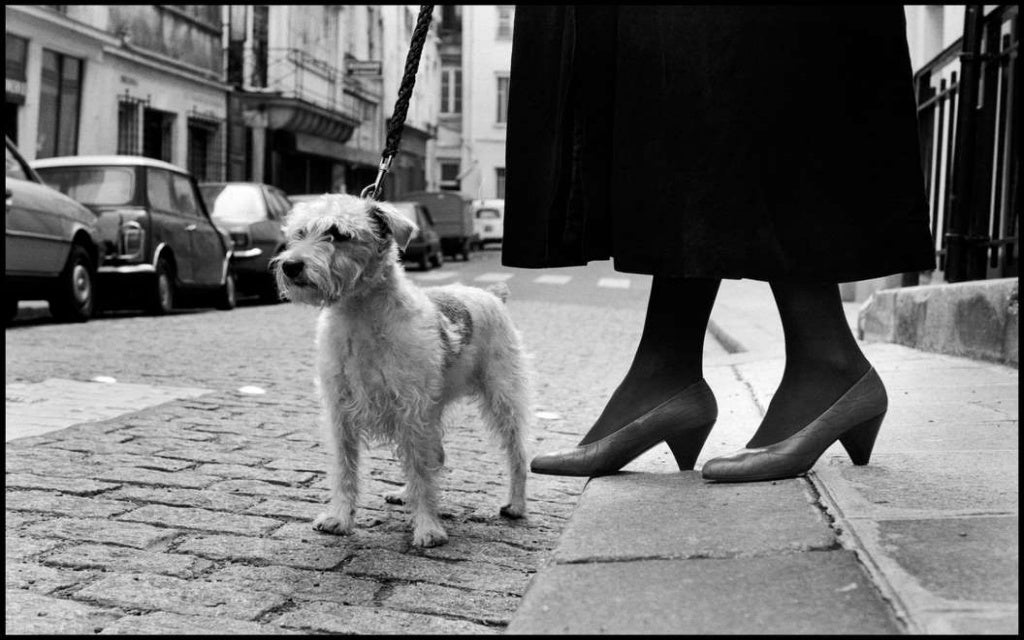 Dogs, By Photographer Elliott Erwitt