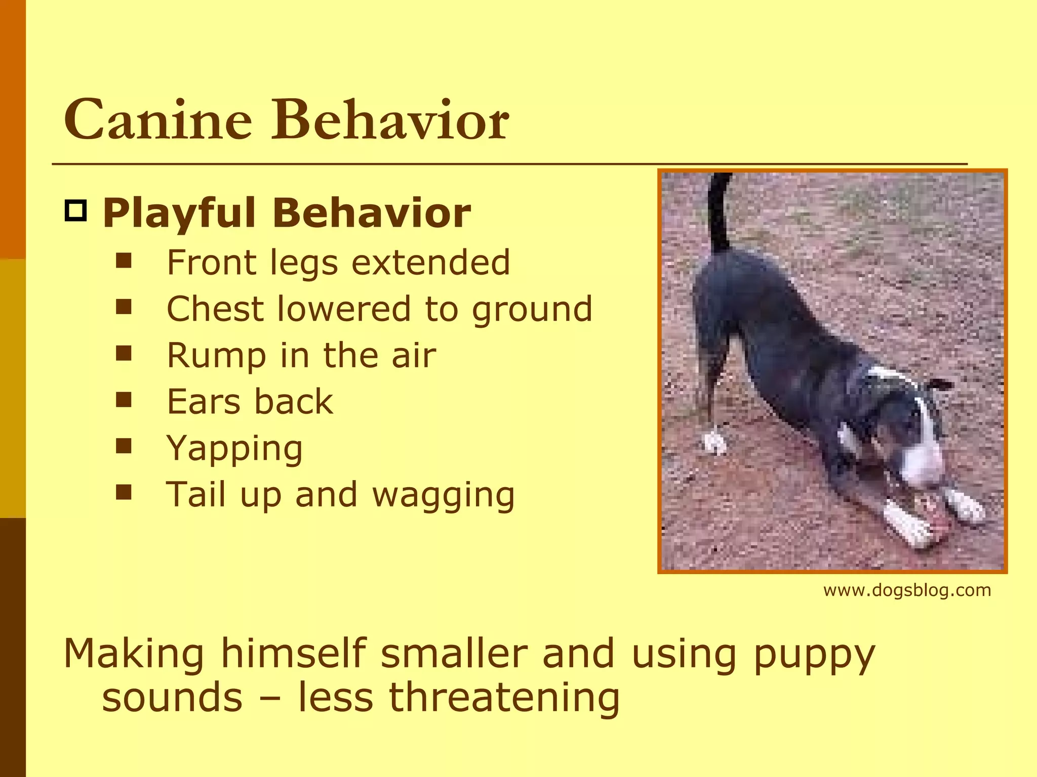 Dogs I Behavior And Restraint Of Dogs | PPT