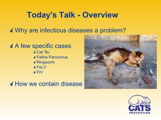 Feline infectious disease control | PPT