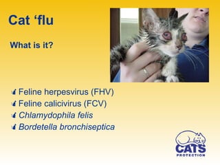 Feline infectious disease control | PPT