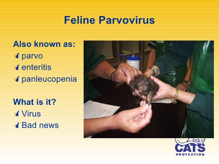 Feline infectious disease control