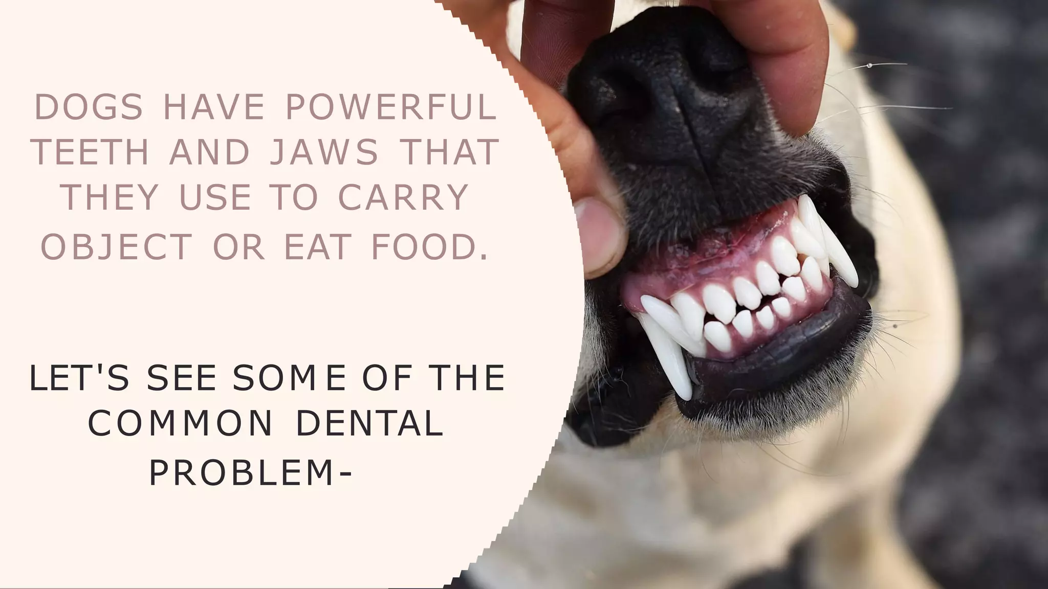 Dog Teeth Problems - Signs and Treatment.pptx