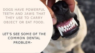 Dog Teeth Problems - Signs and Treatment.pptx
