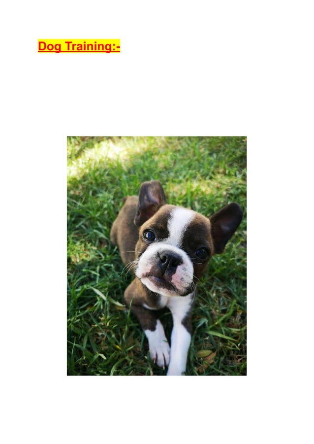 Dog Training Pdf