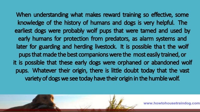 Negative reinforcement examples in dog training - campaignLasi