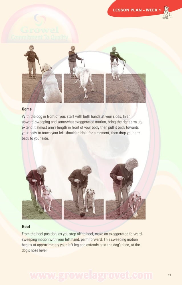 Basic Obedience Training for Dog | PDF