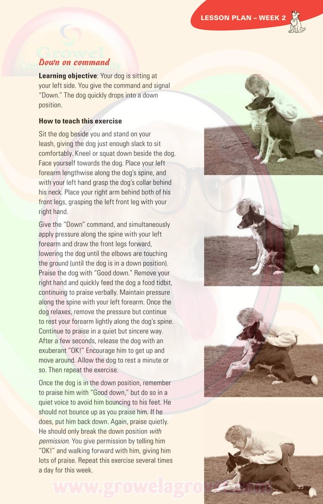 Basic Obedience Training for Dog | PDF