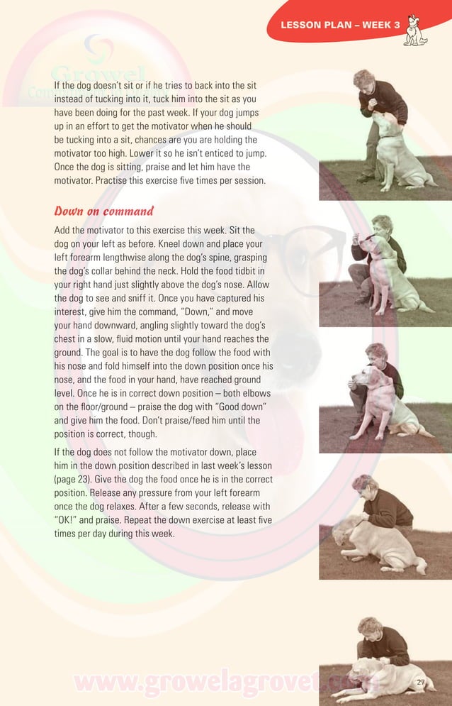 Basic Obedience Training for Dog | PDF