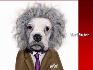Dog vip p | PPS