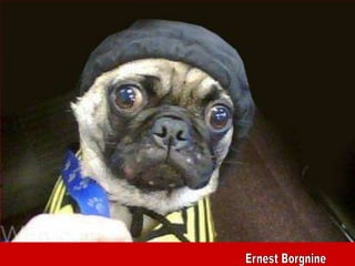 Dog vip p | PPS