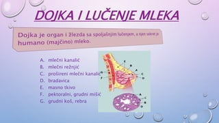 Dojenje | PPTX