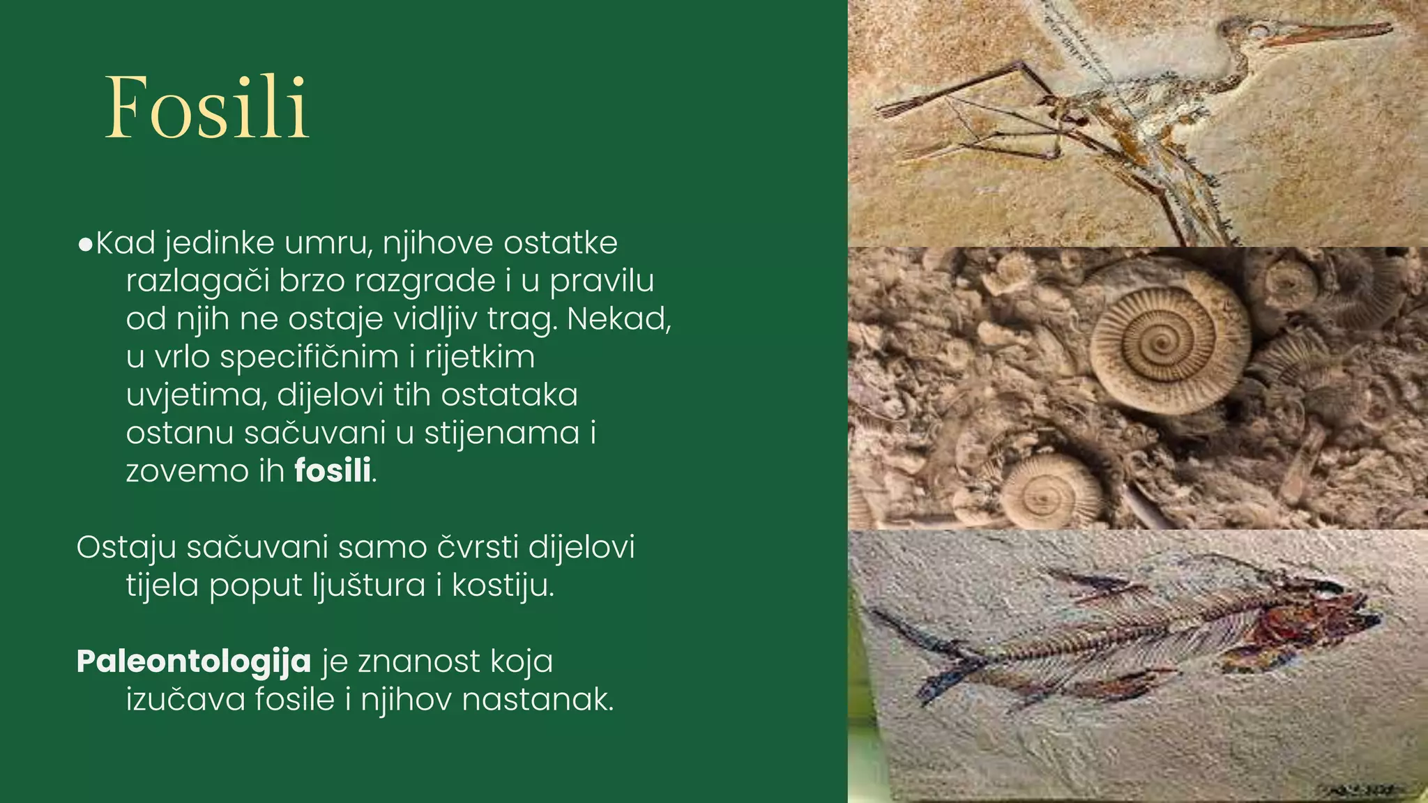 dokazi evolucije u biologiji.pptx