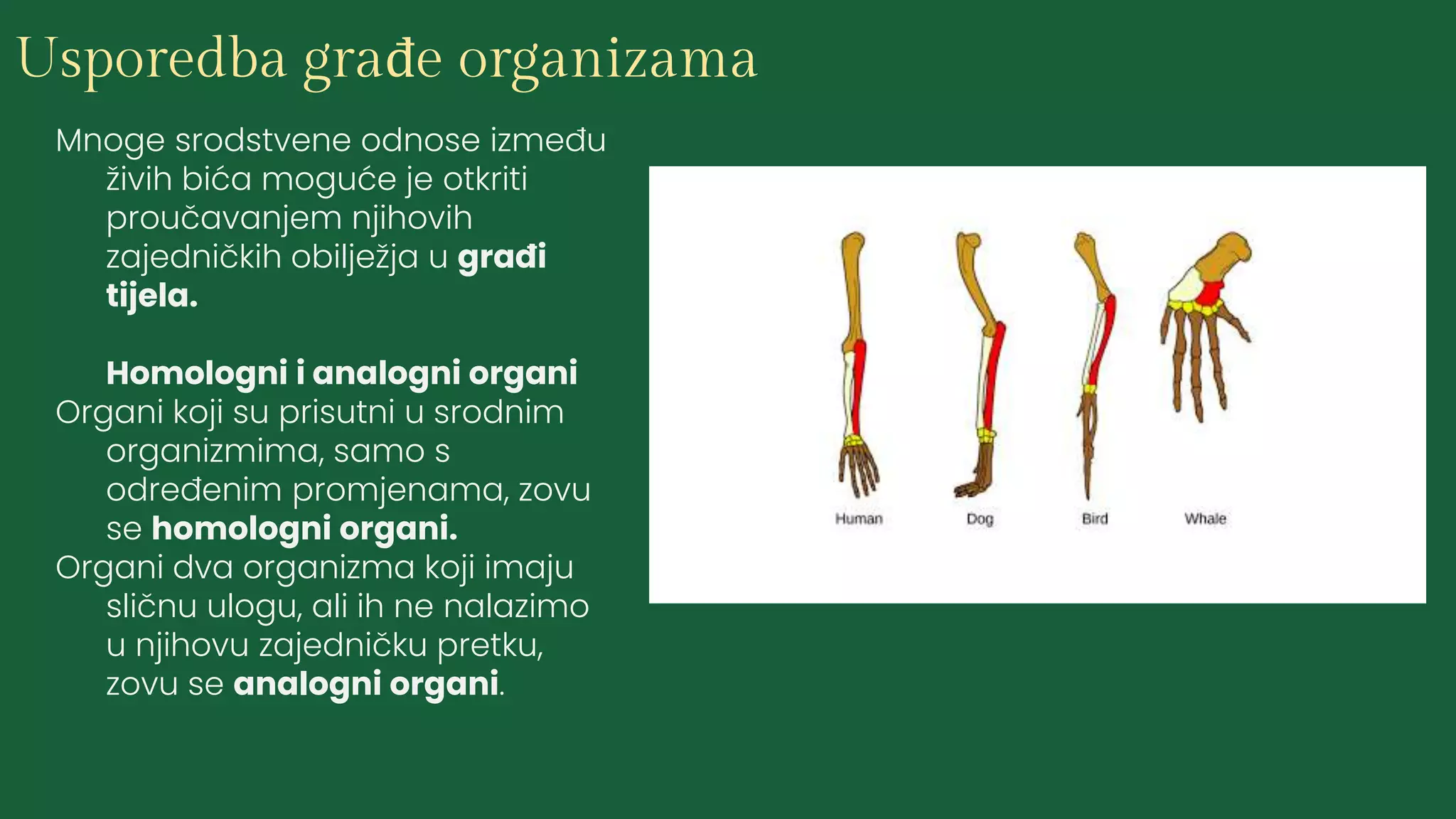 dokazi evolucije u biologiji.pptx