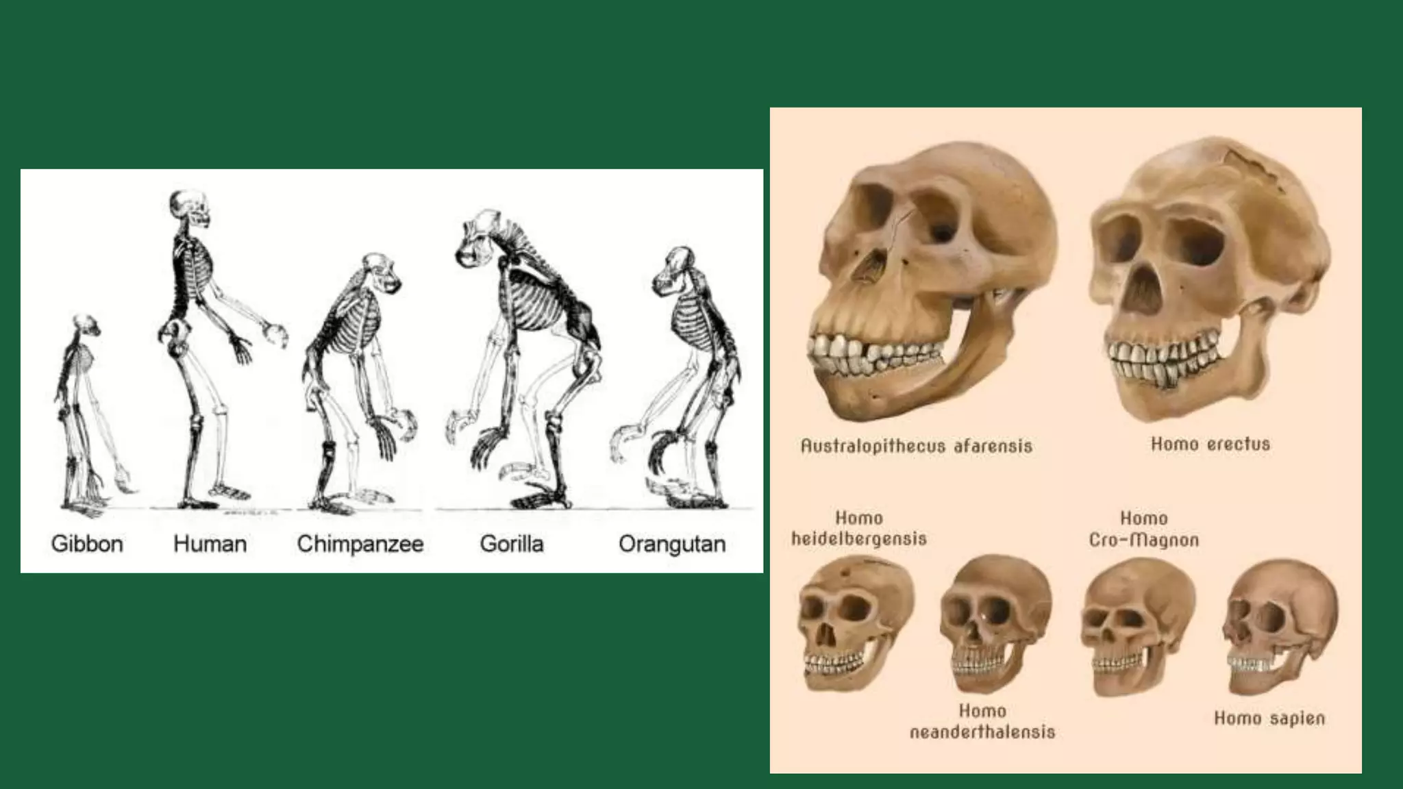 dokazi evolucije u biologiji.pptx