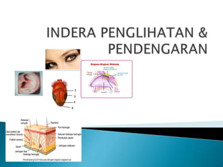 DOkcil indera buetul.pptx