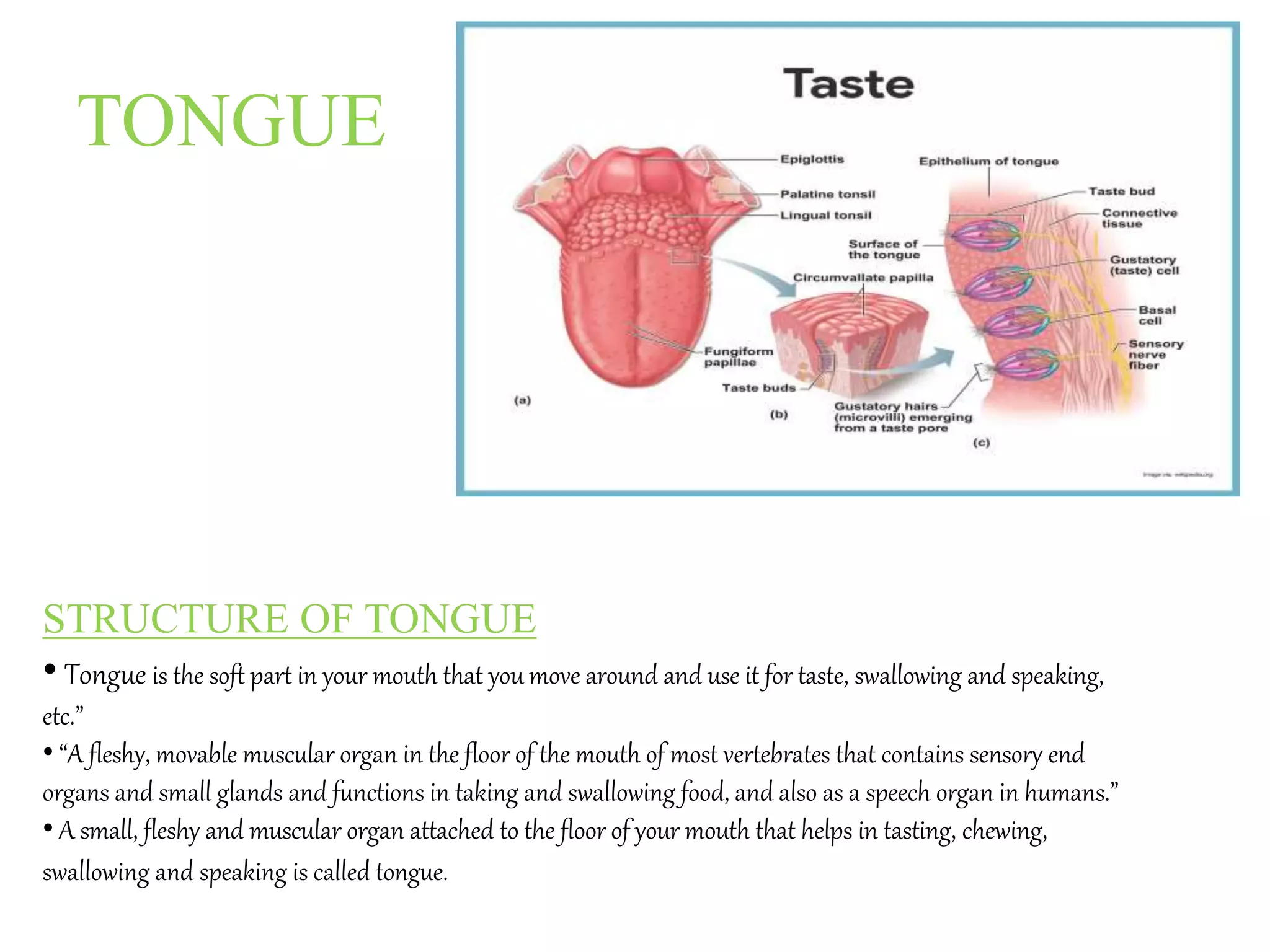 Different types of sense organ | PPT