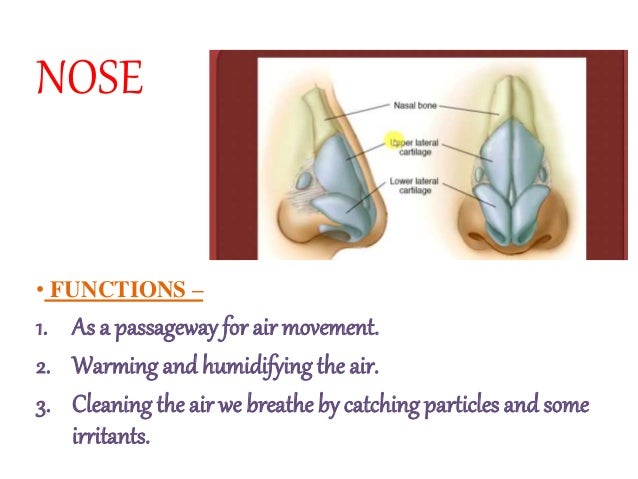 Different types of sense organ