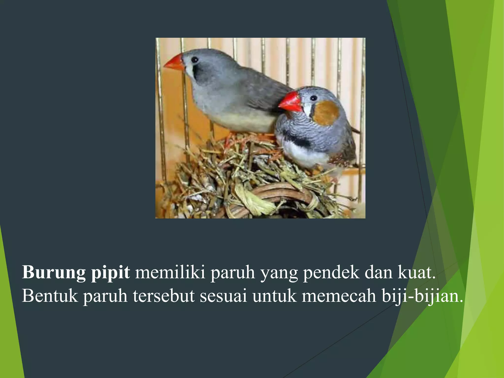 Dokumen.tips ppt bentuk-luar-tubuh-hewan-dan-tumbuhan | PPT