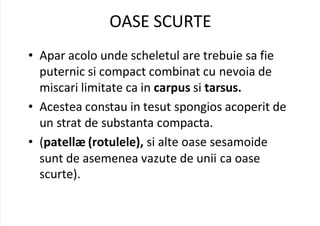 Dokumen.tips anatomie topografica-si-functionala | PDF