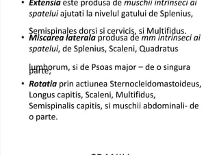 Dokumen.tips anatomie topografica-si-functionala | PDF