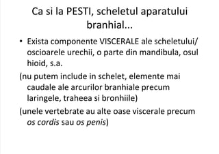 Dokumen.tips anatomie topografica-si-functionala | PDF