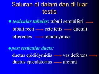 dokumen.tips_sistem-reproduksi-pria-sty.ppt