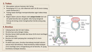 biologi kelas XI sistempernpasan pada manusia | PPT