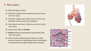 biologi kelas XI sistempernpasan pada manusia | PPT