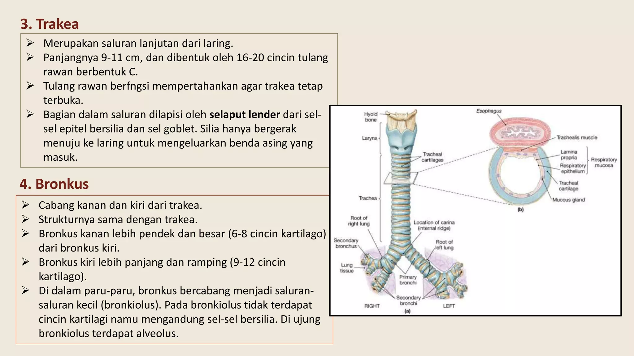 Sistem Pernafasan kelas 11 | PPTX