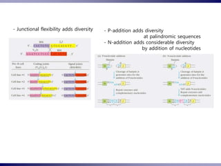 dokumen.tips_organization-and-expression-of-immunoglobulin-genes ...