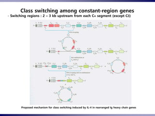 dokumen.tips_organization-and-expression-of-immunoglobulin-genes ...
