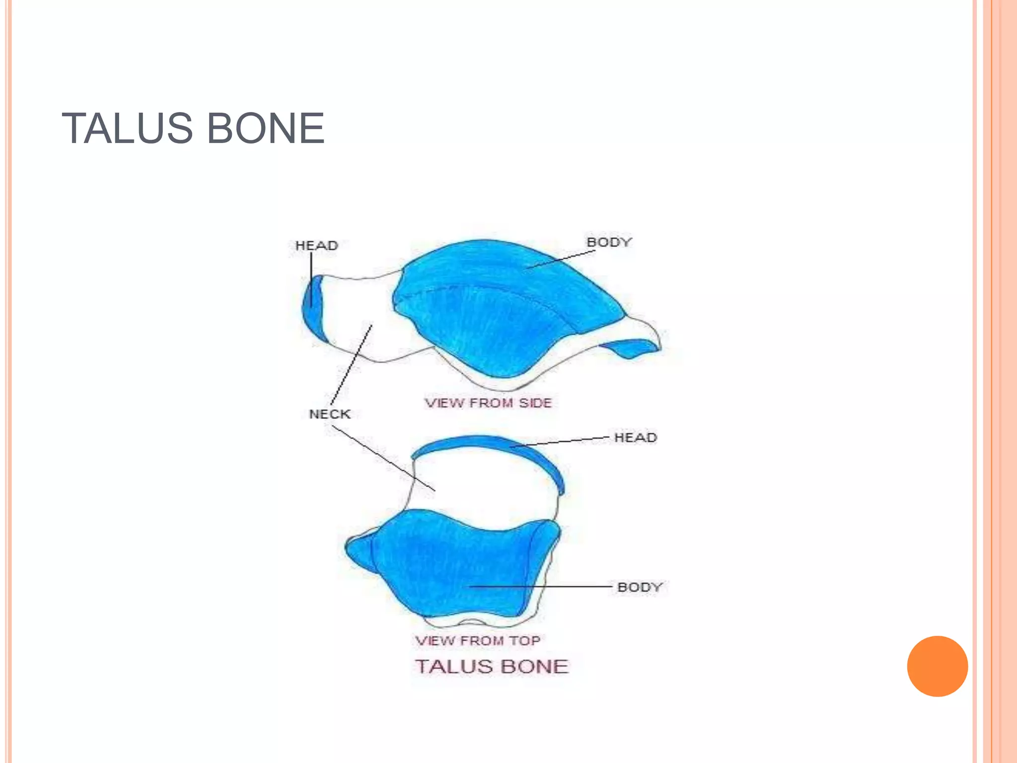 dokumen.tips_fraktur-talus-.pptx