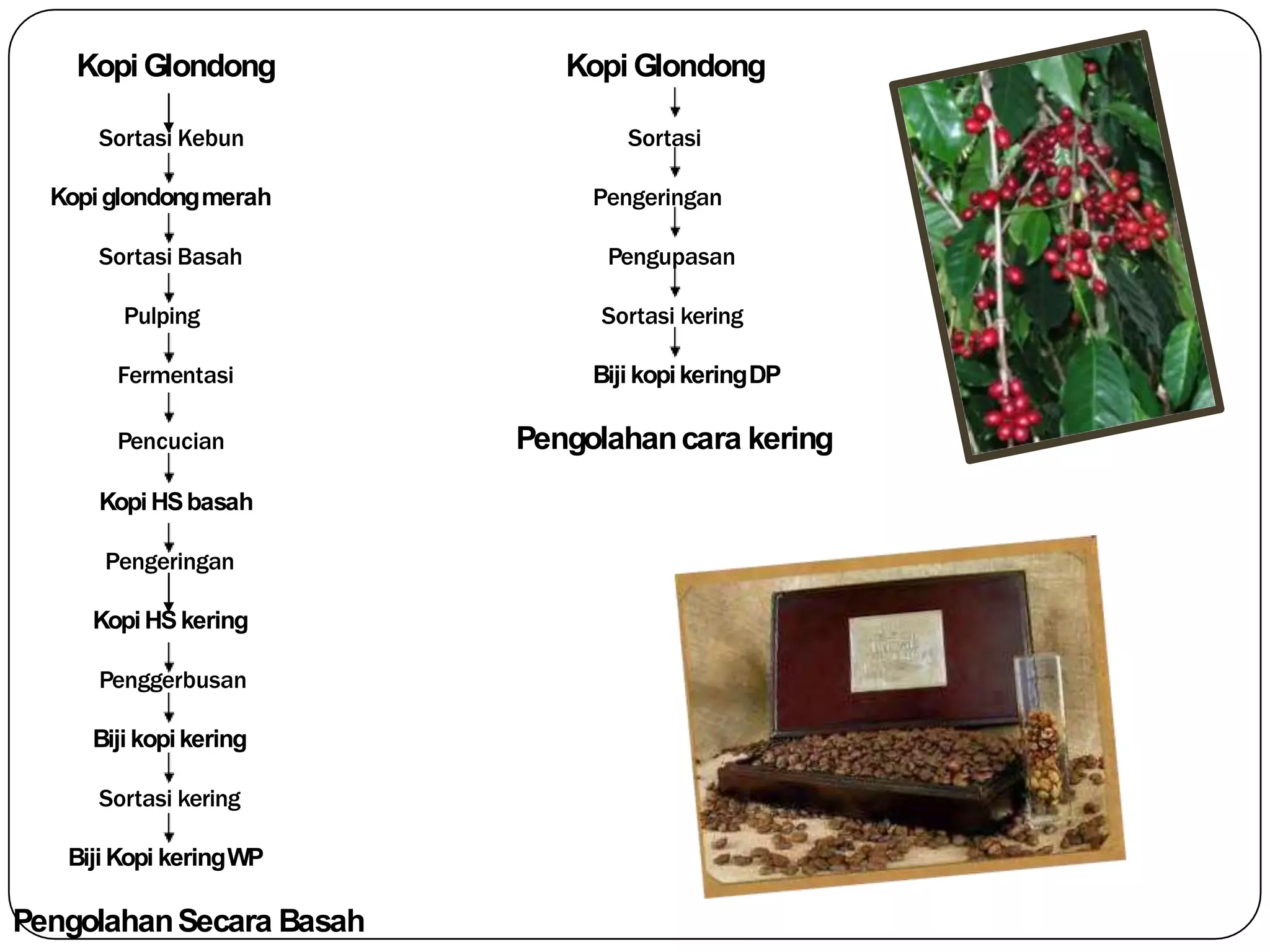 dokumen.tips_proses-pengolahan-biji-kopi-cara-kering-pengolahan-cara ...