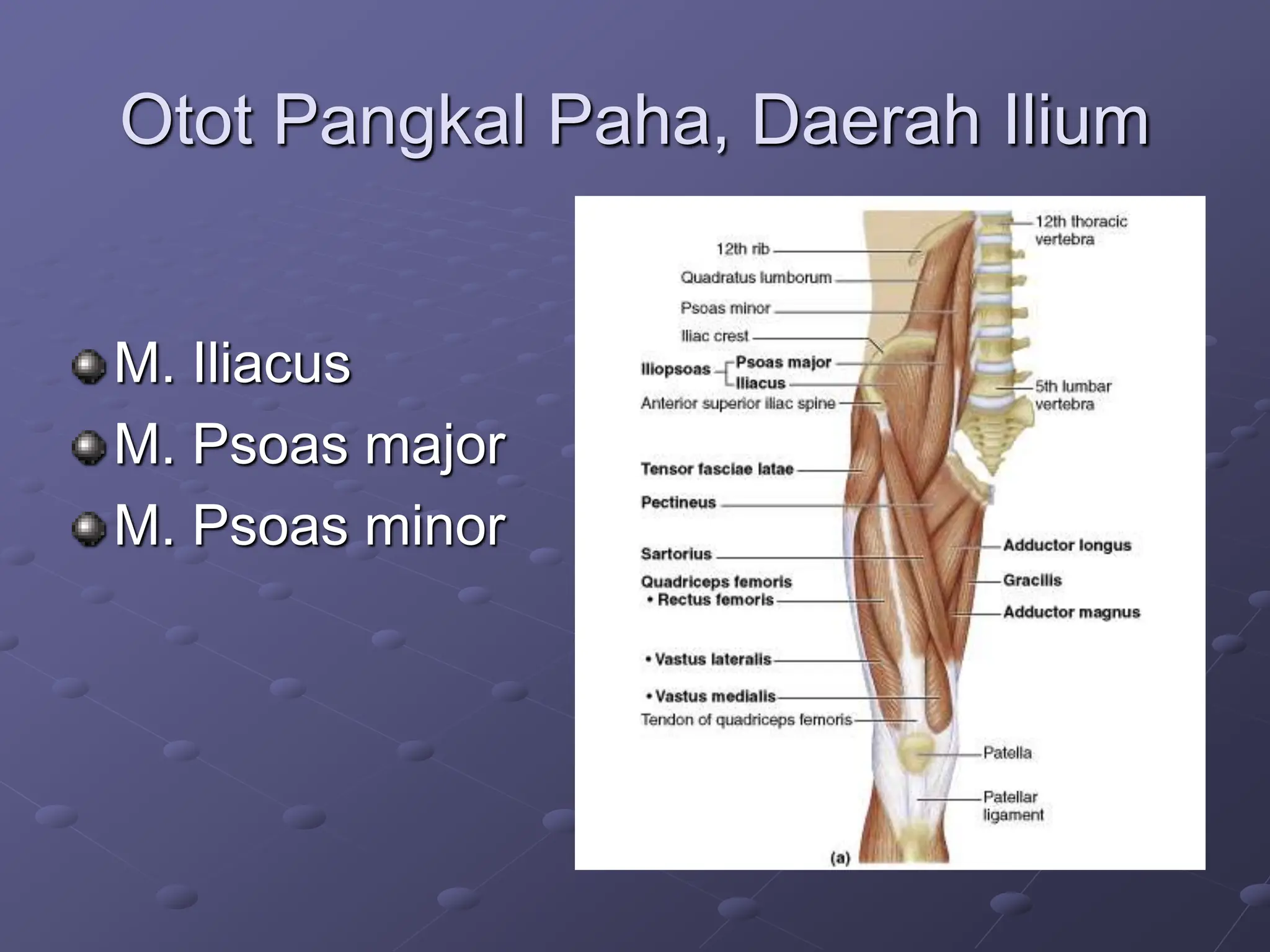 dokumen.tips_anatomi-extremitas-inferior-569e48c1235a5.ppt