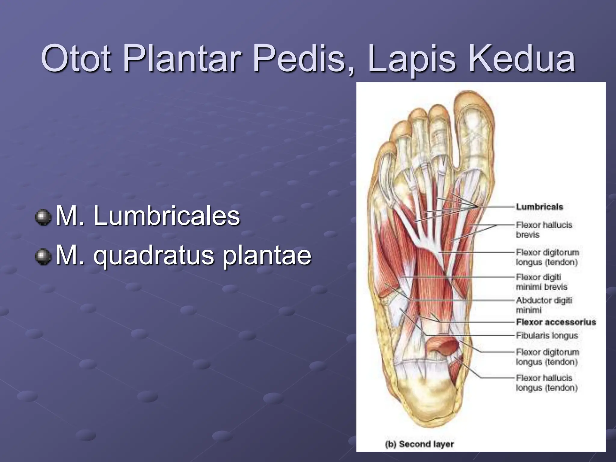 dokumen.tips_anatomi-extremitas-inferior-569e48c1235a5.ppt