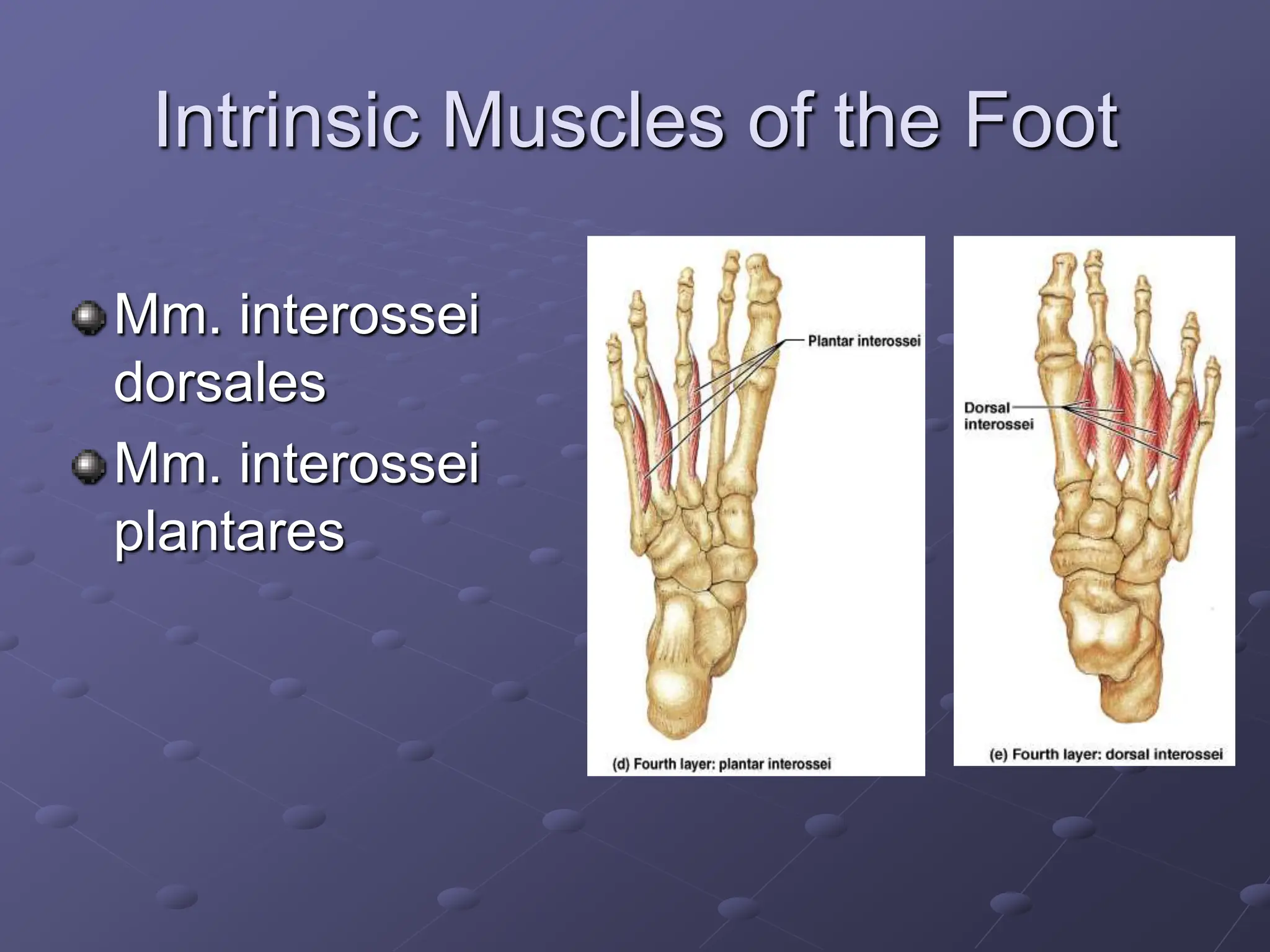 dokumen.tips_anatomi-extremitas-inferior-569e48c1235a5.ppt
