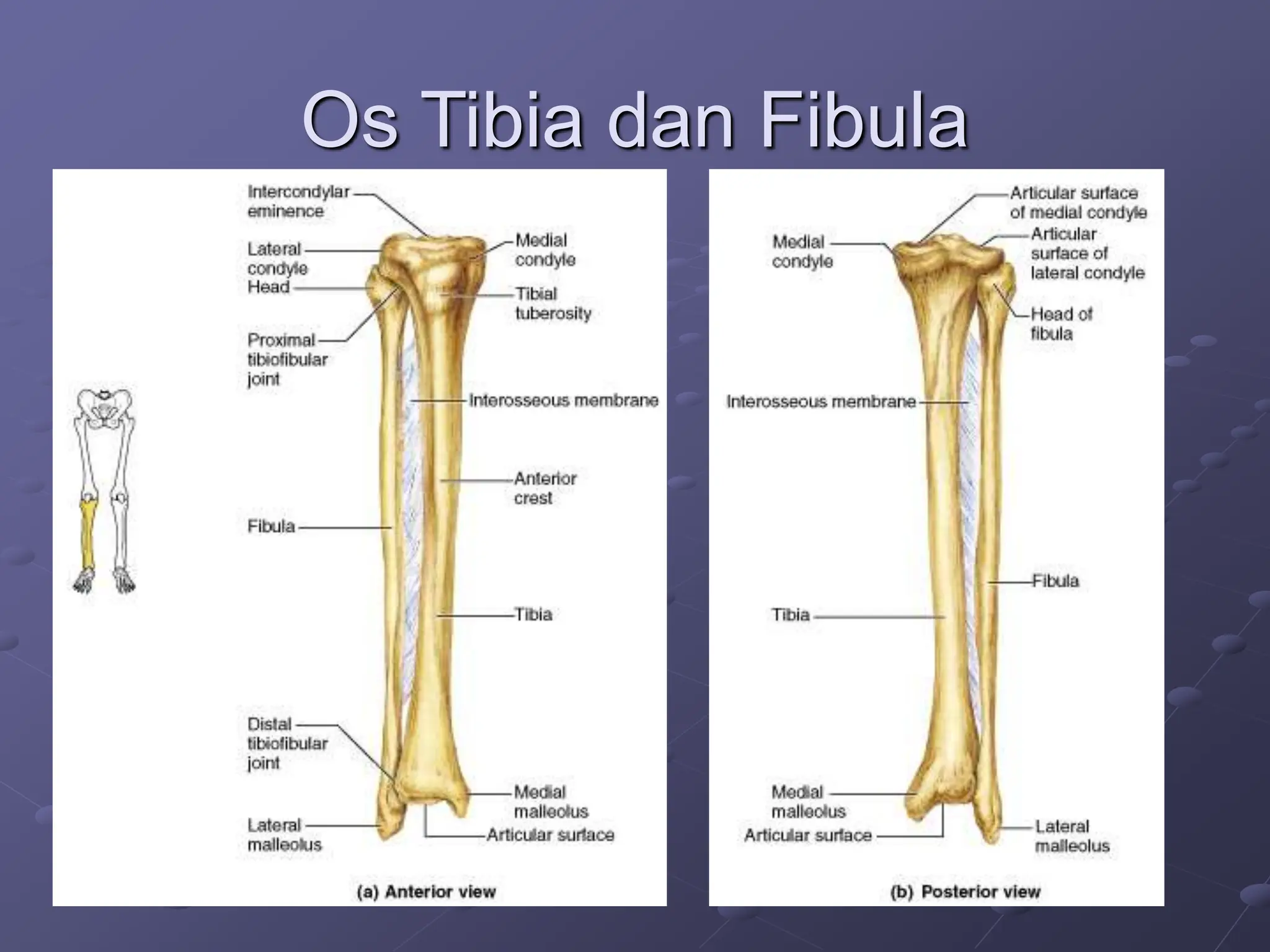dokumen.tips_anatomi-extremitas-inferior-569e48c1235a5.ppt