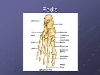 dokumen.tips_anatomi-extremitas-inferior-569e48c1235a5.ppt