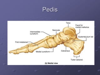 dokumen.tips_anatomi-extremitas-inferior-569e48c1235a5.ppt