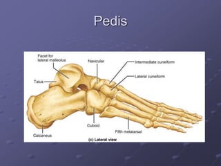 dokumen.tips_anatomi-extremitas-inferior-569e48c1235a5.ppt