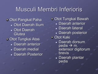 dokumen.tips_anatomi-extremitas-inferior-569e48c1235a5.ppt