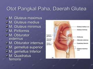 dokumen.tips_anatomi-extremitas-inferior-569e48c1235a5.ppt