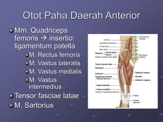 dokumen.tips_anatomi-extremitas-inferior-569e48c1235a5.ppt