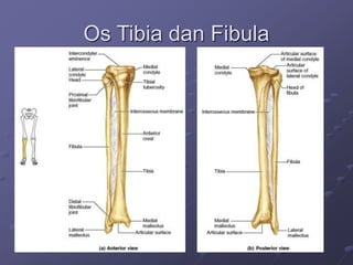 dokumen.tips_anatomi-extremitas-inferior-569e48c1235a5.ppt