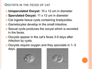dokumen.tips_6-toxoplasmosis.pptx