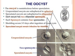 dokumen.tips_6-toxoplasmosis.pptx